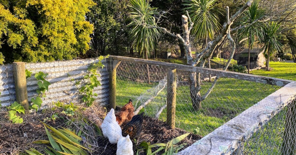 Good Garden | Chickens