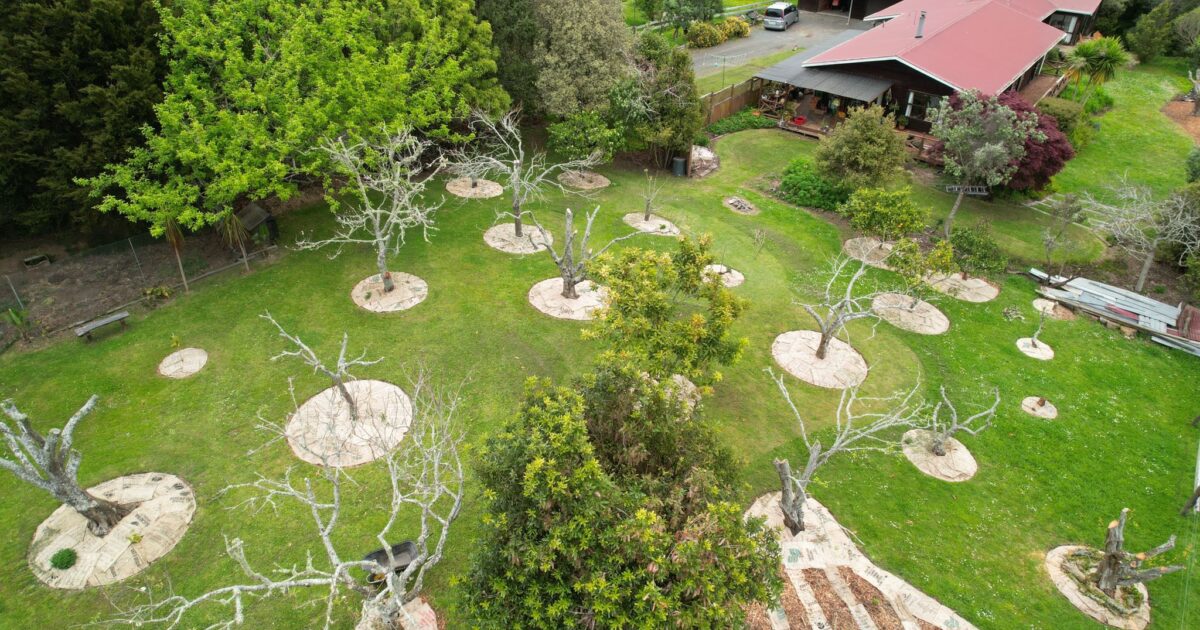 Good Garden | Conventional orchard into food forest