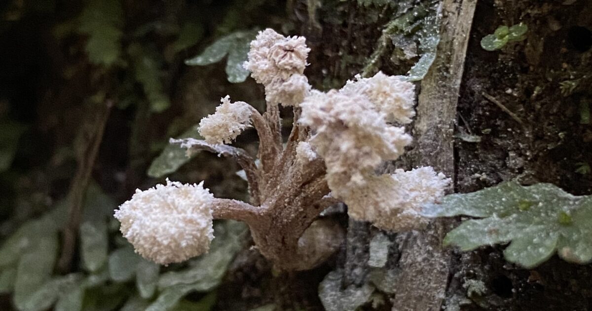 Good Garden | Isaria sinclairii