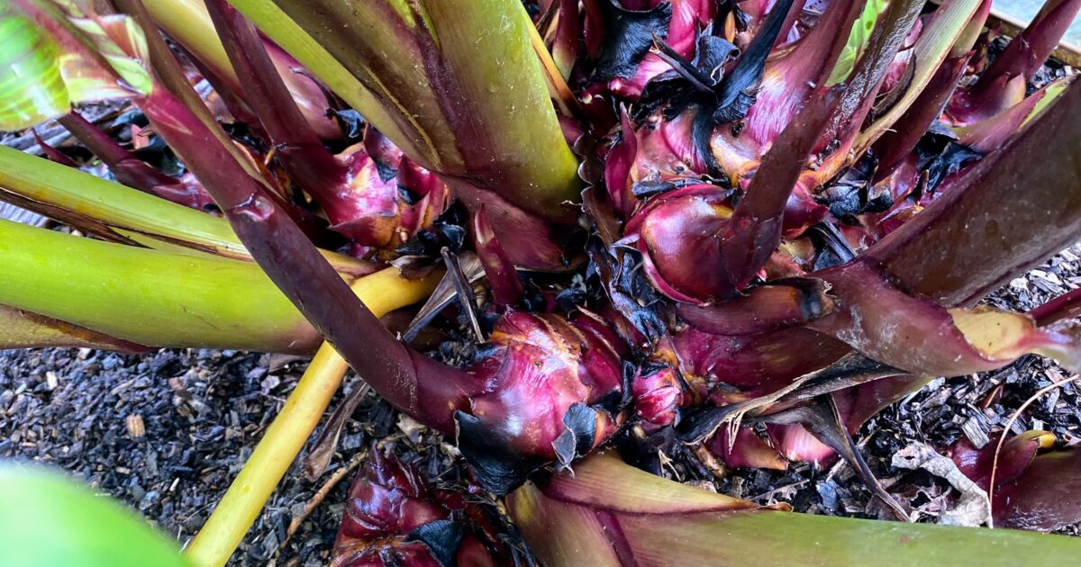 Good Garden | Queensland Arrowroot harvest