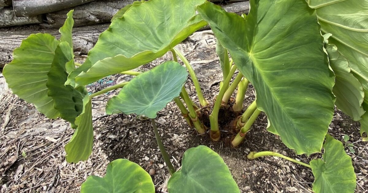 Good Garden | Saitomo (Japanese Taro)