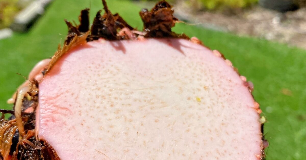 Good Garden | First Taro harvest