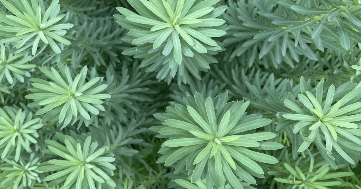 Good Garden | Waiū atua or Waiū o Kahukura / Euphorbia glauca